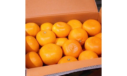 레드향5kg 최고의 내 시간을 아껴주는 상품 빈틈없는비교 더이상 호구로 살고 싶지 않아 직접 만든 상품비교 블로그